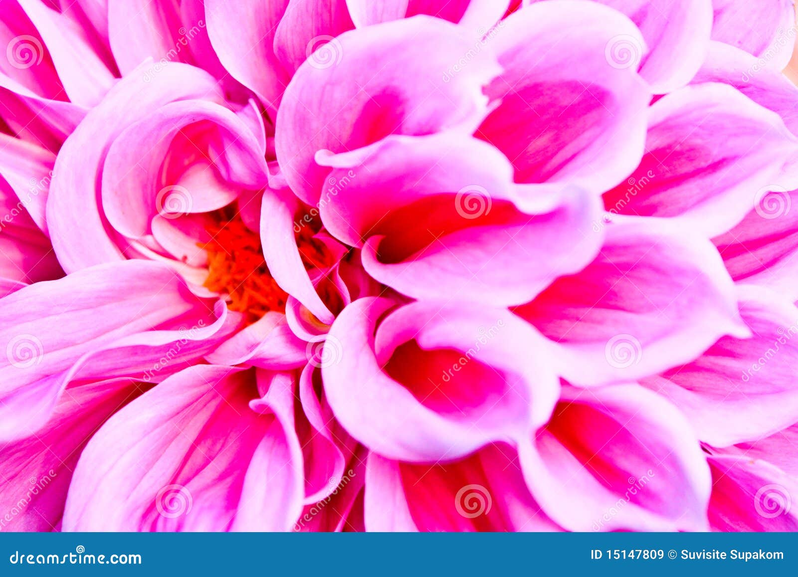 Pink Marigold stock image. Image of closeup, circle, pink - 15147809