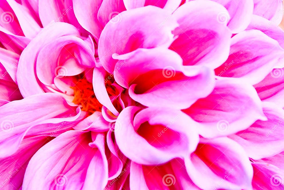 Pink Marigold stock image. Image of closeup, circle, pink - 15147809