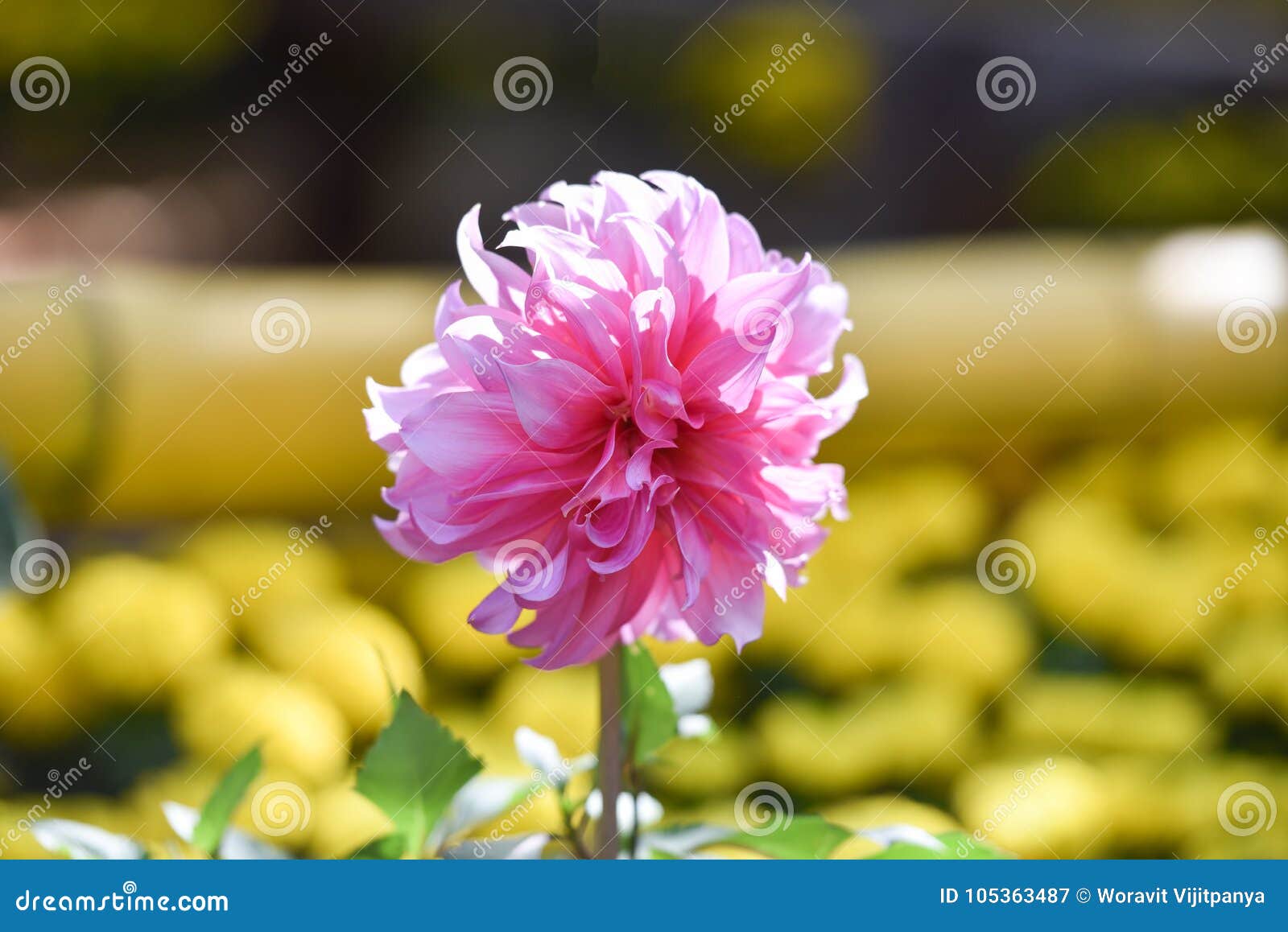 Pink Marigold stock image. Image of blooming, colorful - 105363487