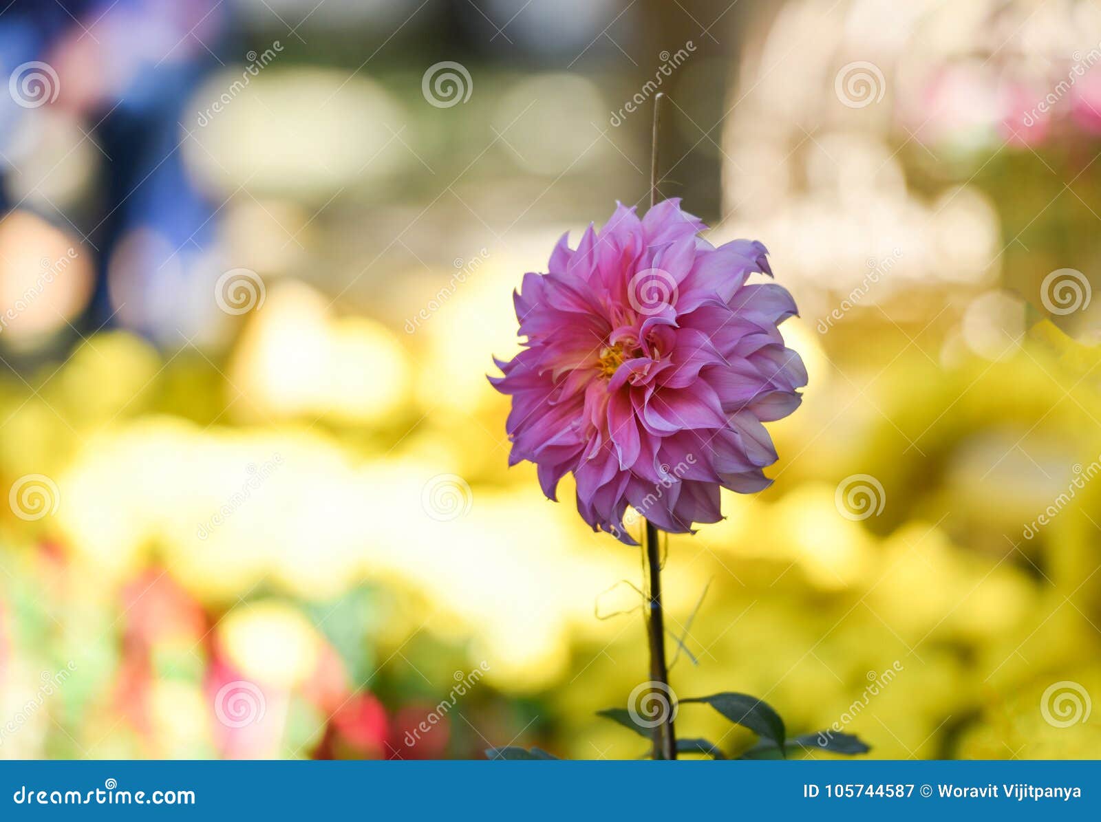 Pink Marigold stock image. Image of natural, round, fragrance - 105744587