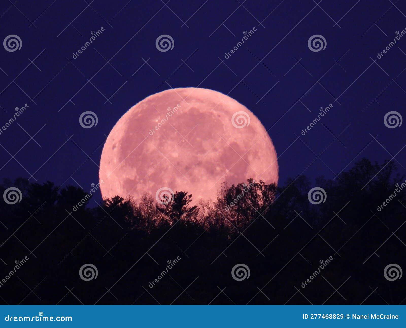 Pink May Flower Moon Behind Treetop Silhouettes Stock Image - Image of ...