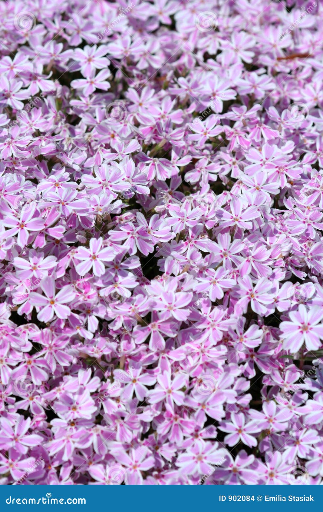 Pink meadow stock photo. Image of fresh, blossom, botanical - 902084