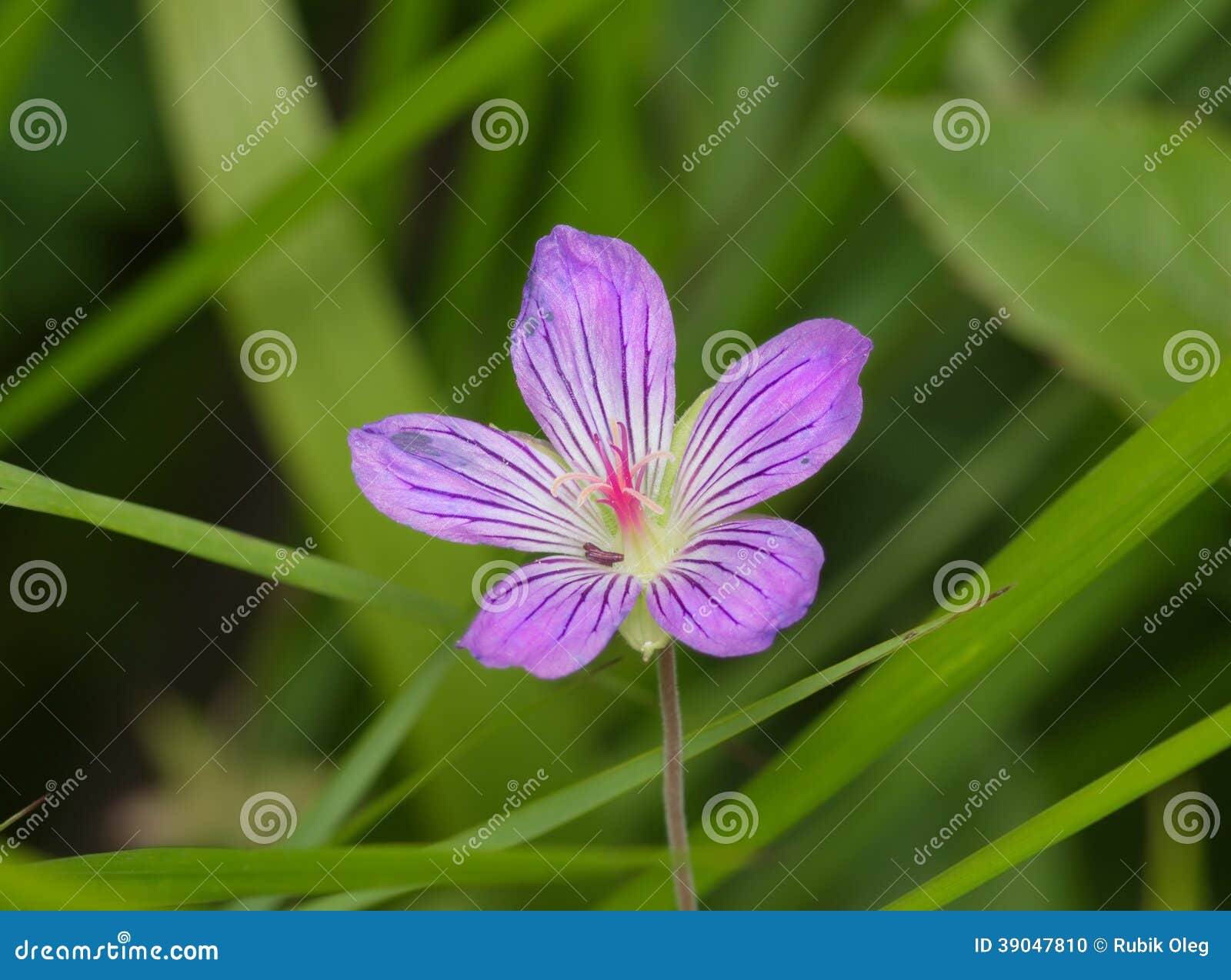 Pink meadow flower stock photo. Image of stamen, green - 39047810