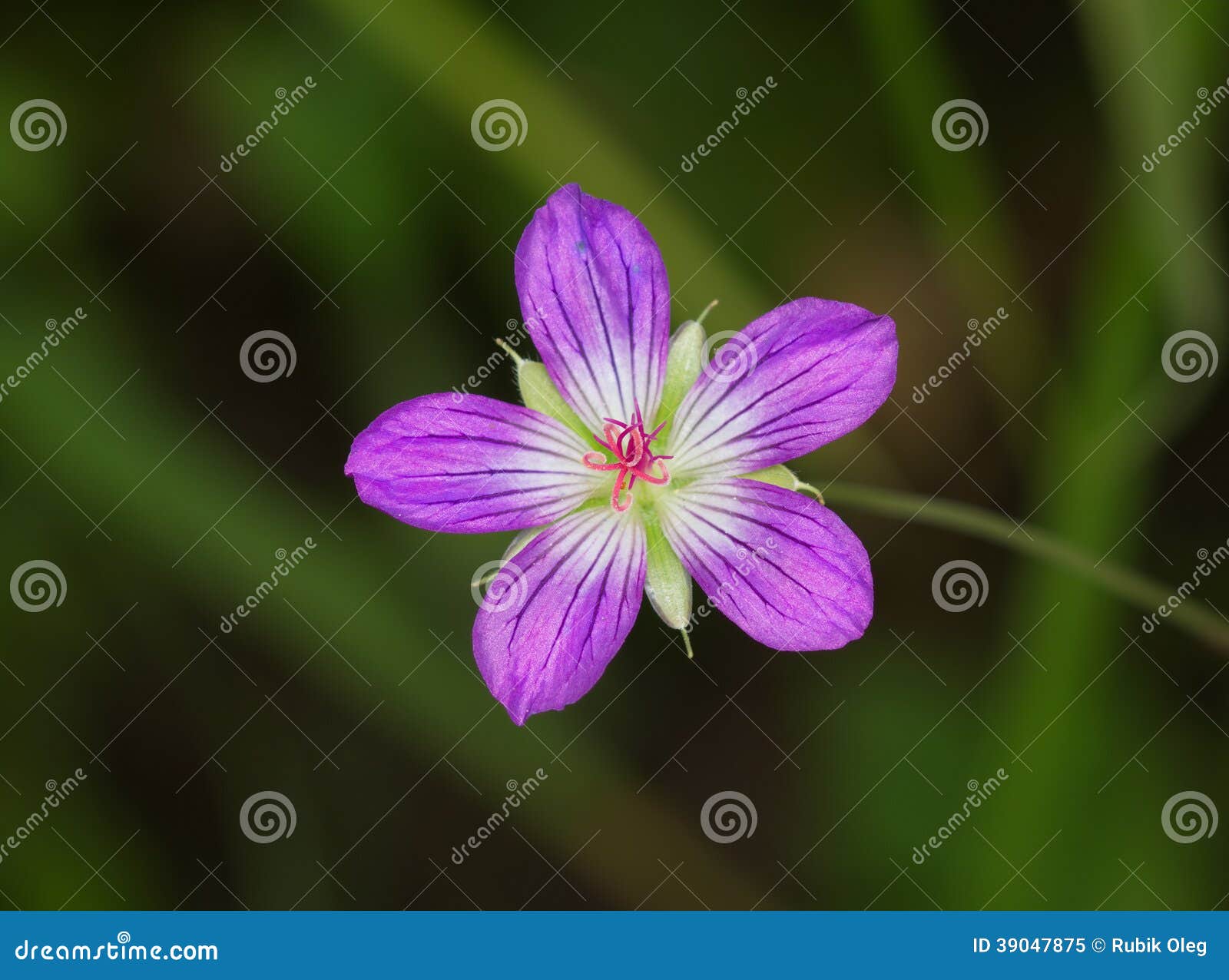 Pink meadow flower stock image. Image of stamen, plant - 39047875