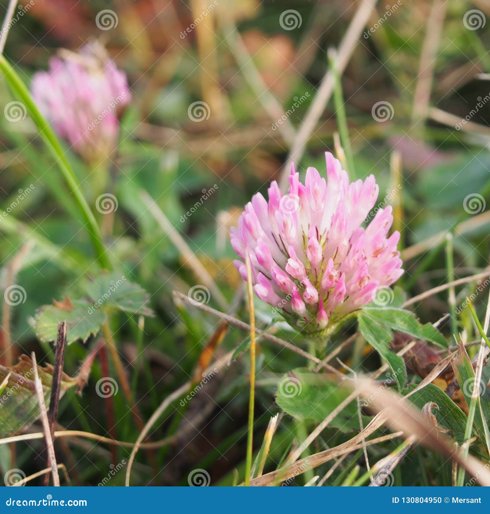 A pink meadow flower stock photo. Image of plant, petals - 130804950