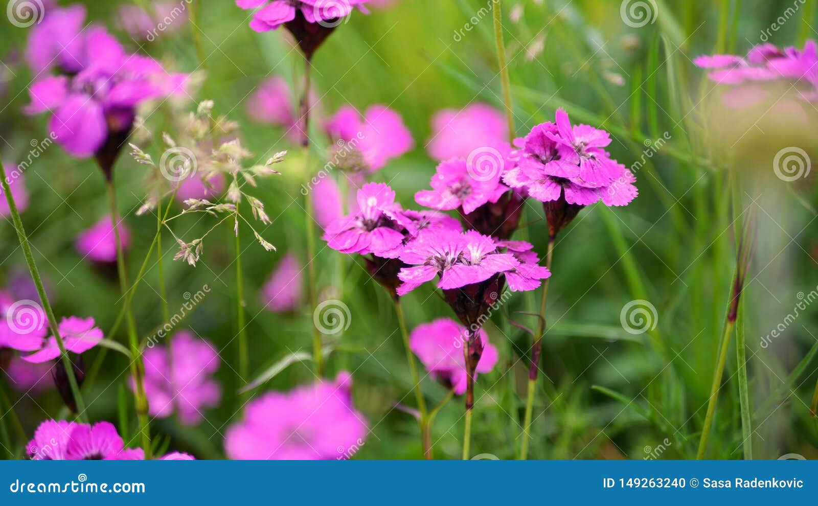 Pink meadow flowers stock photo. Image of flowers, sumer - 149263240