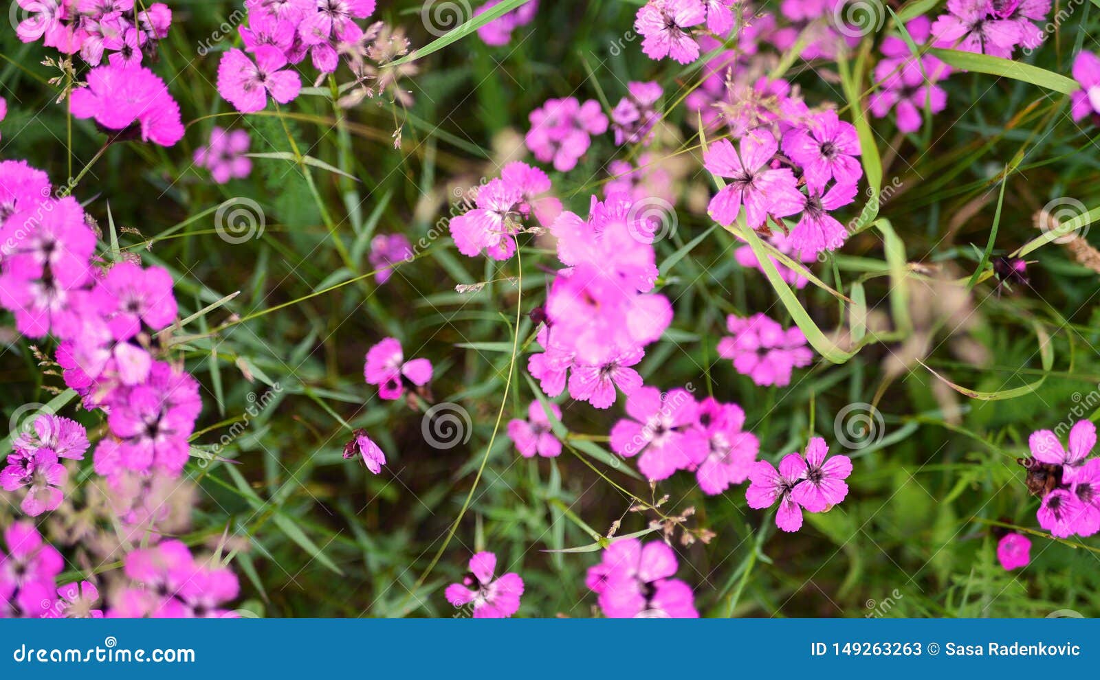 Pink meadow flowers stock image. Image of lanscape, pink - 149263263