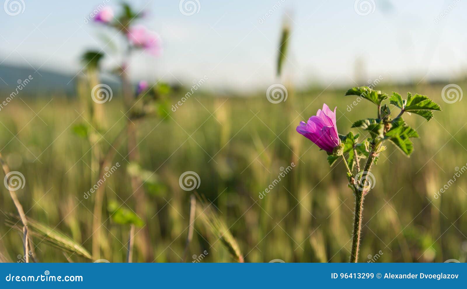 Pink Meadow Wildflower Closeup Stock Image - Image of colorful, autumn ...