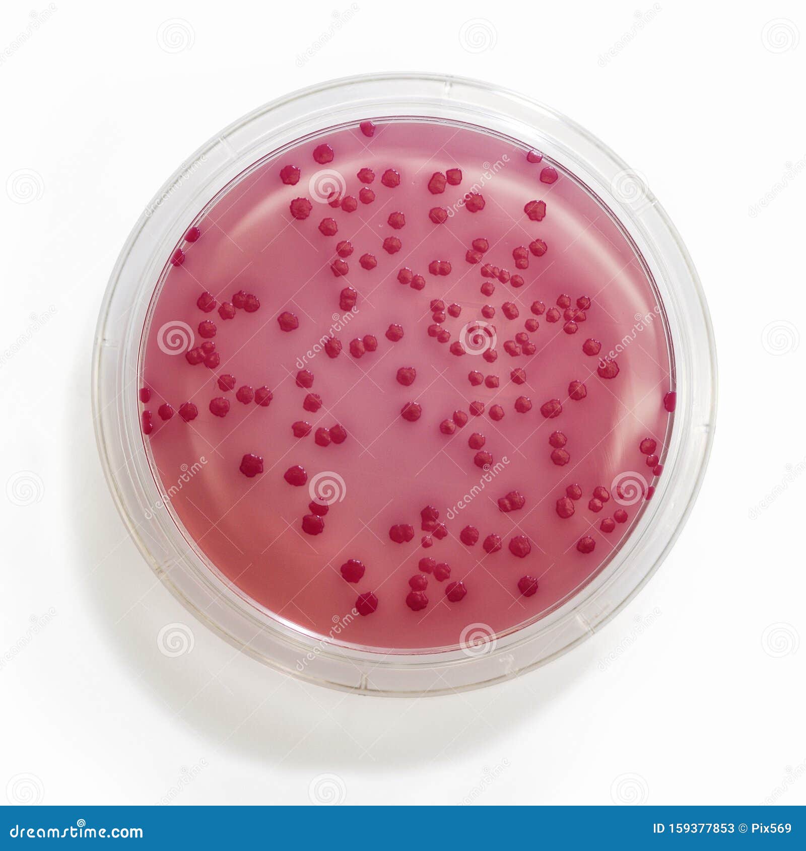 A Pink Media Petri Dish with Colonies of E-coli Bacteria. Stock Image ... A Pink Media Petri Dish with Colonies of E-coli Bacteria. Stock Image ...