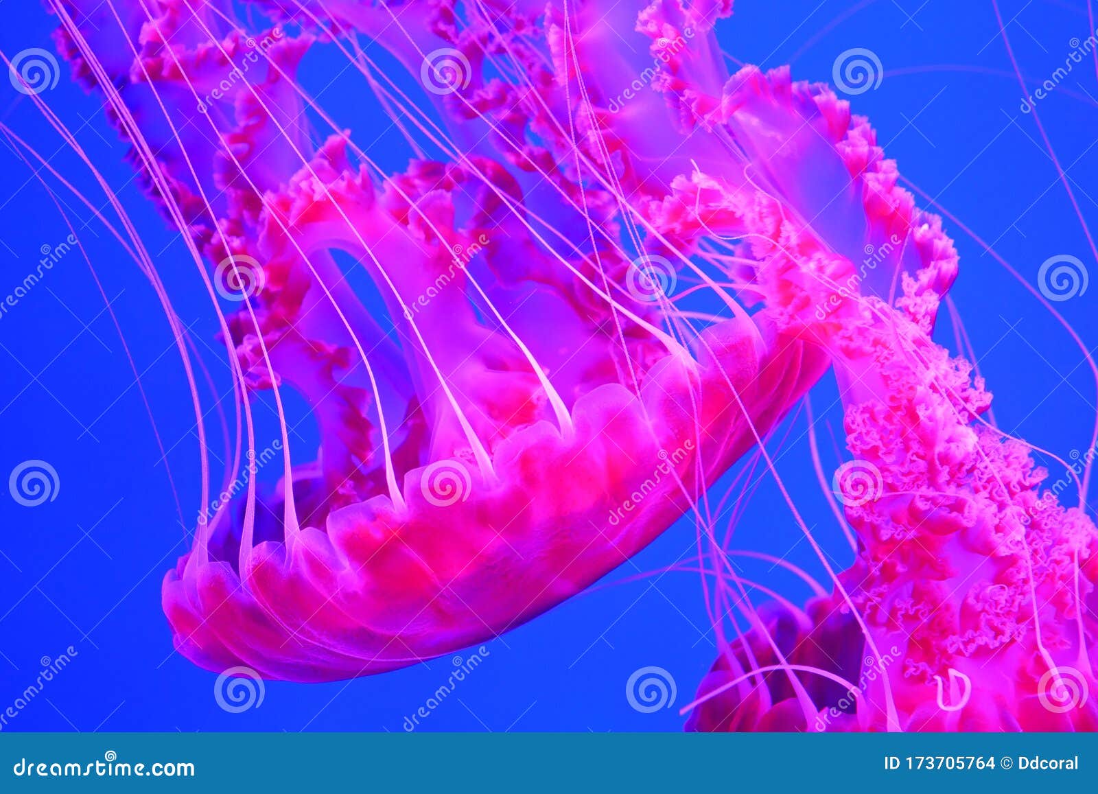 Pink Medusas Swims Underwater Stock Photo - Image of jellyfish ...