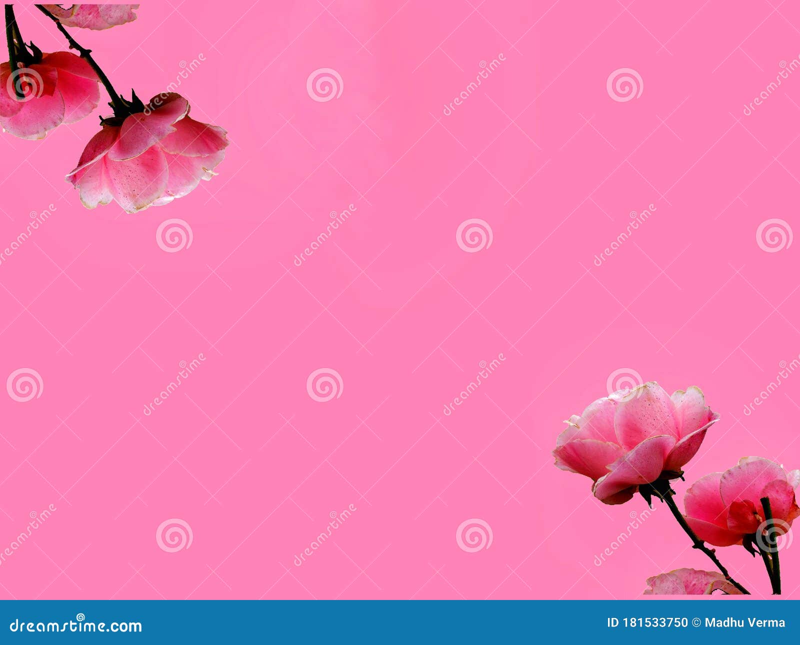 Pink Message and Quotes Add Background Stock Photo - Image of ...