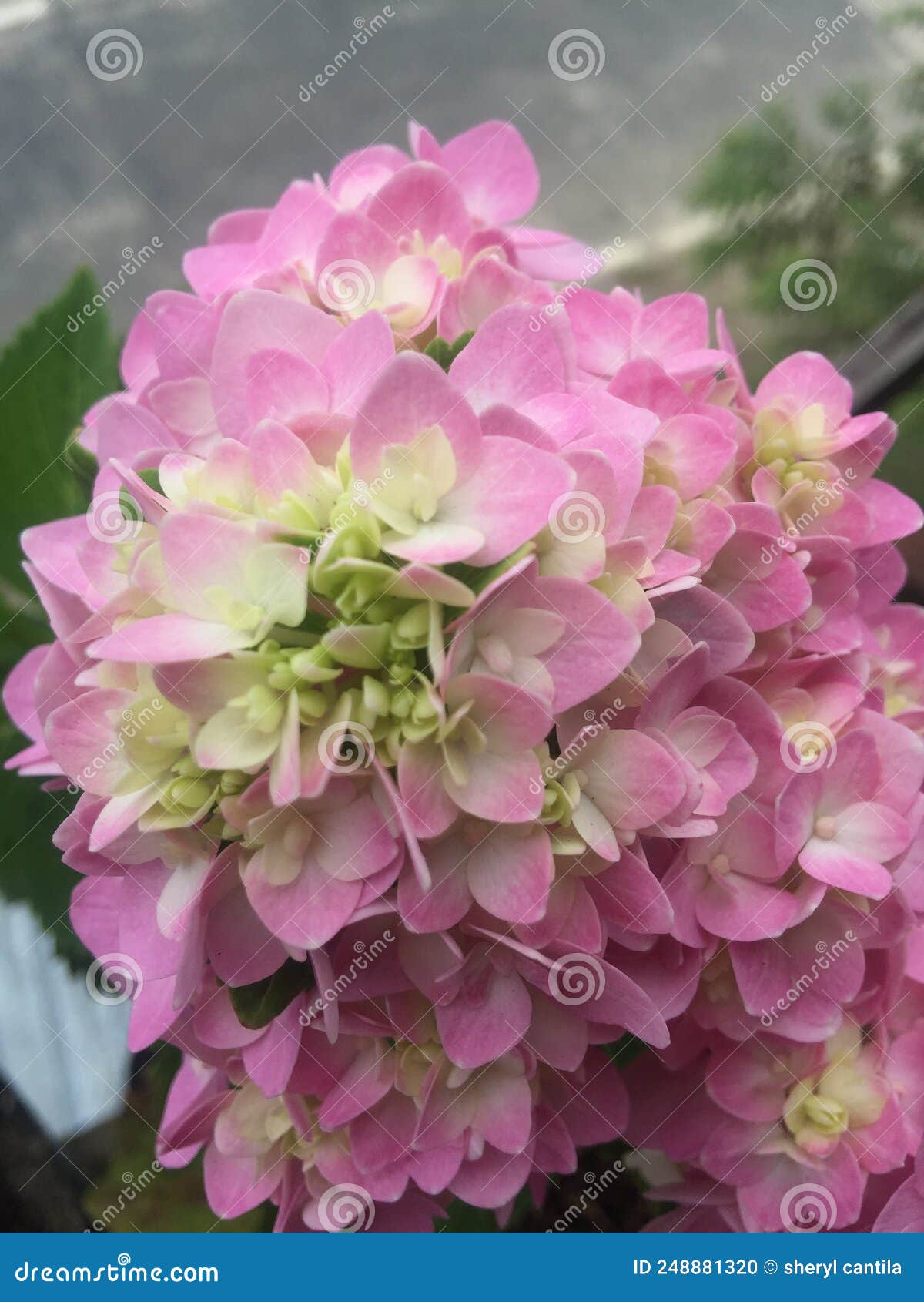 Pink Million Flower stock photo. Image of beautiful - 248881320