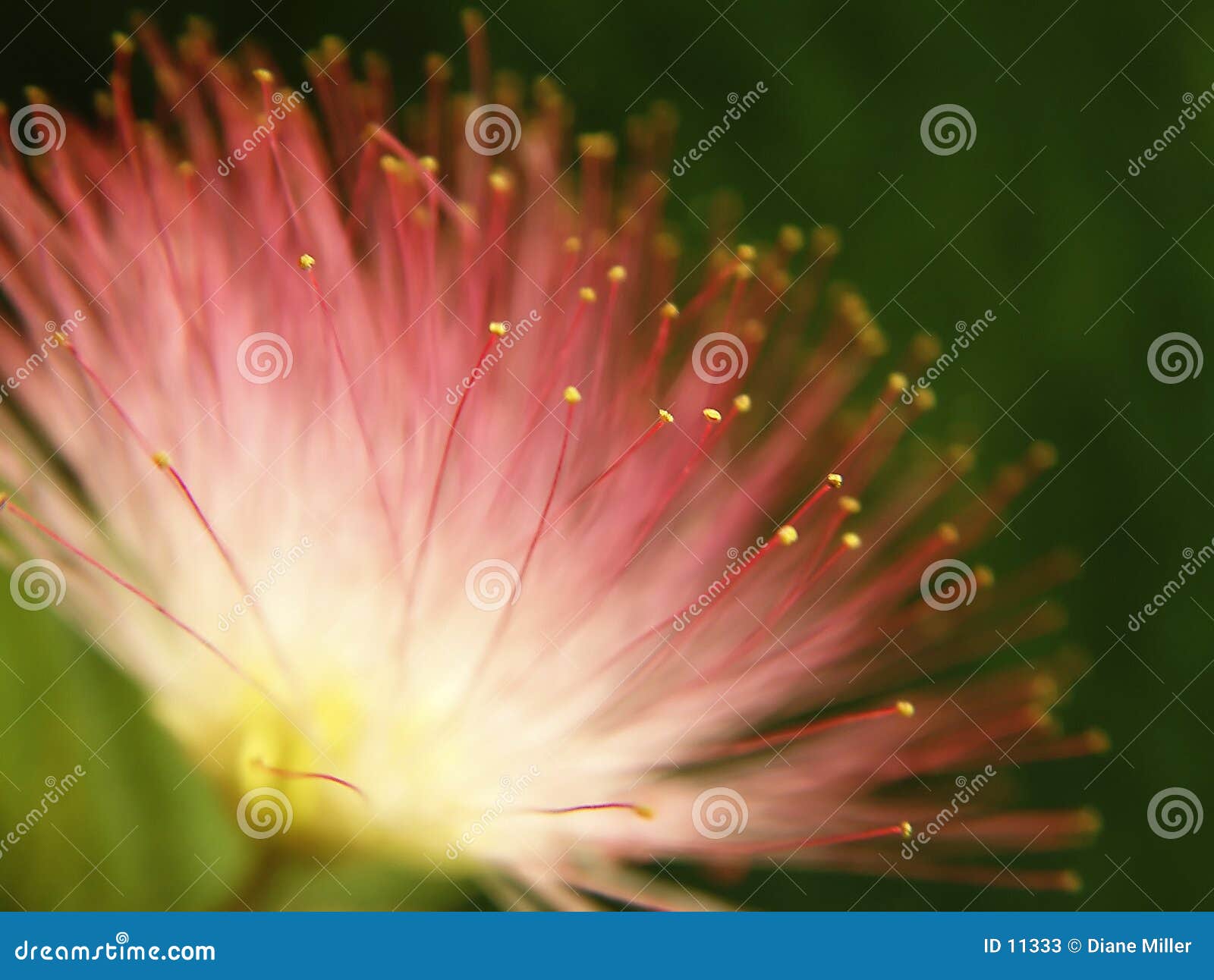Pink mimosa bloom stock image. Image of elegant, graceful - 11333