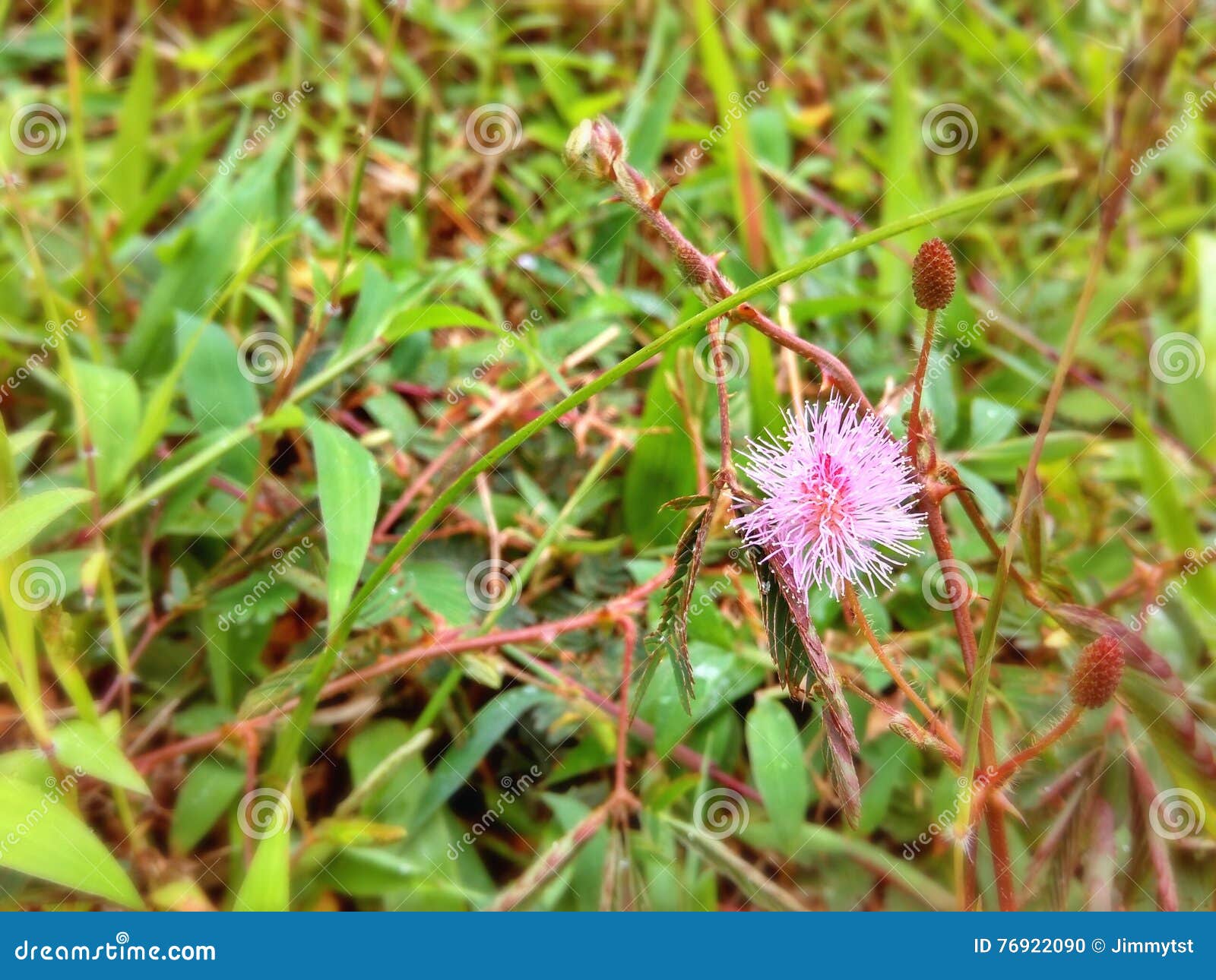Pink mimosa stock photo. Image of natural, hardy, fruit - 76922090