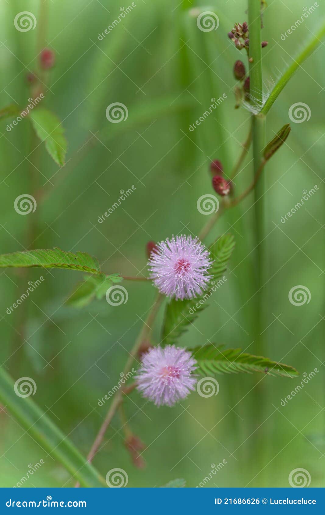 Pink Mimosa Tree, Albizia Julibrissin Royalty-Free Stock Photo ...