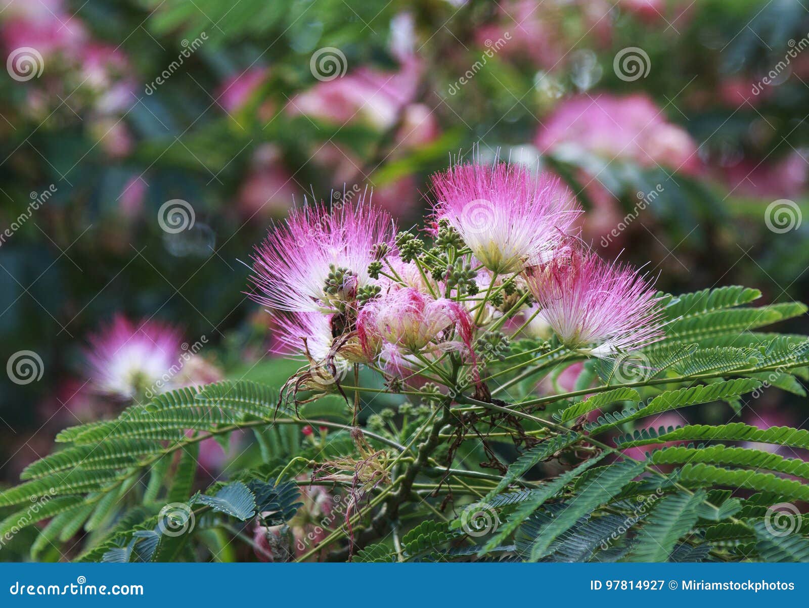 Pink Mimosa Tree, Albizia Julibrissin Royalty-Free Stock Photo ...