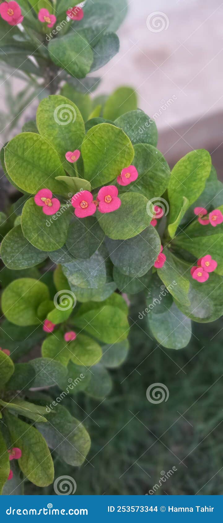 Pink mini flowers stock photo. Image of mini, petal - 253573344