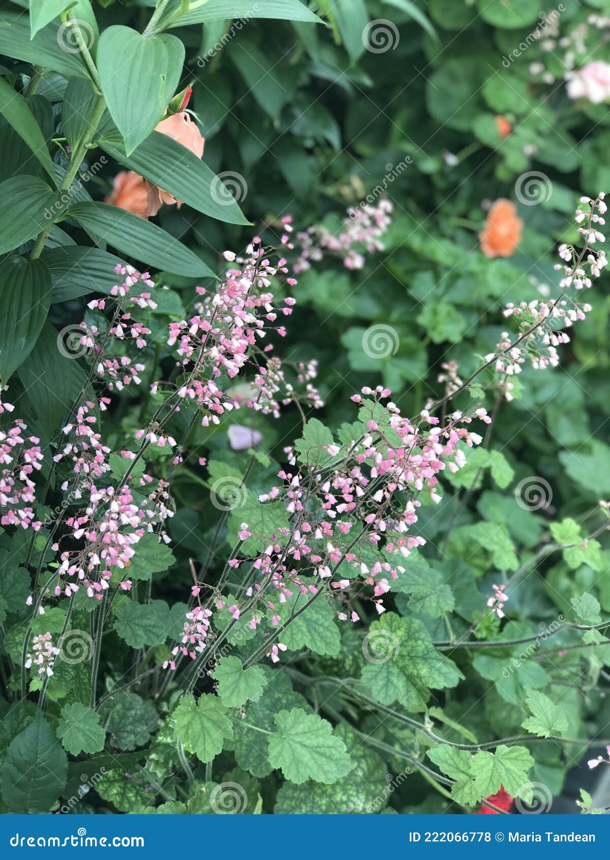 Pink micro flowers stock photo. Image of mini, flowers - 222066778