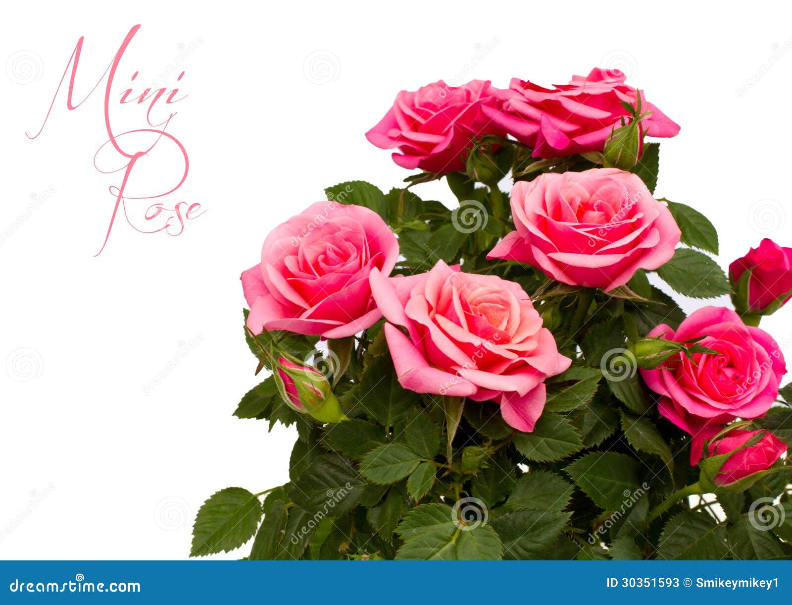 Pink mini rose isolated stock image. Image of border - 30351593