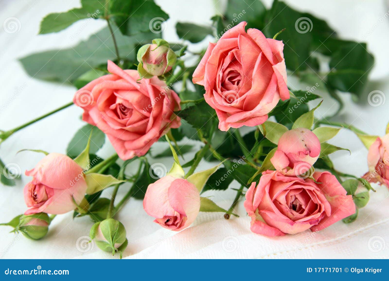 Pink mini roses stock image. Image of nature, multi, group - 17171701