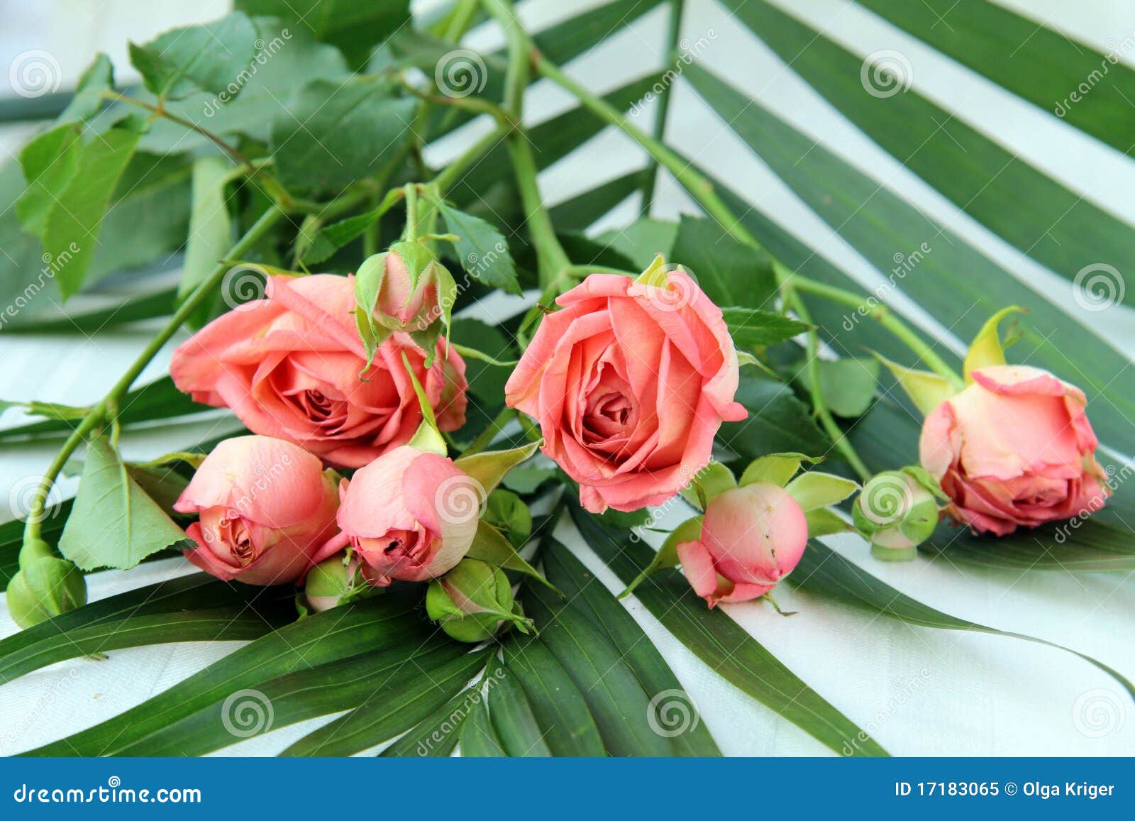 Pink mini roses stock image. Image of flower, beautiful - 17183065