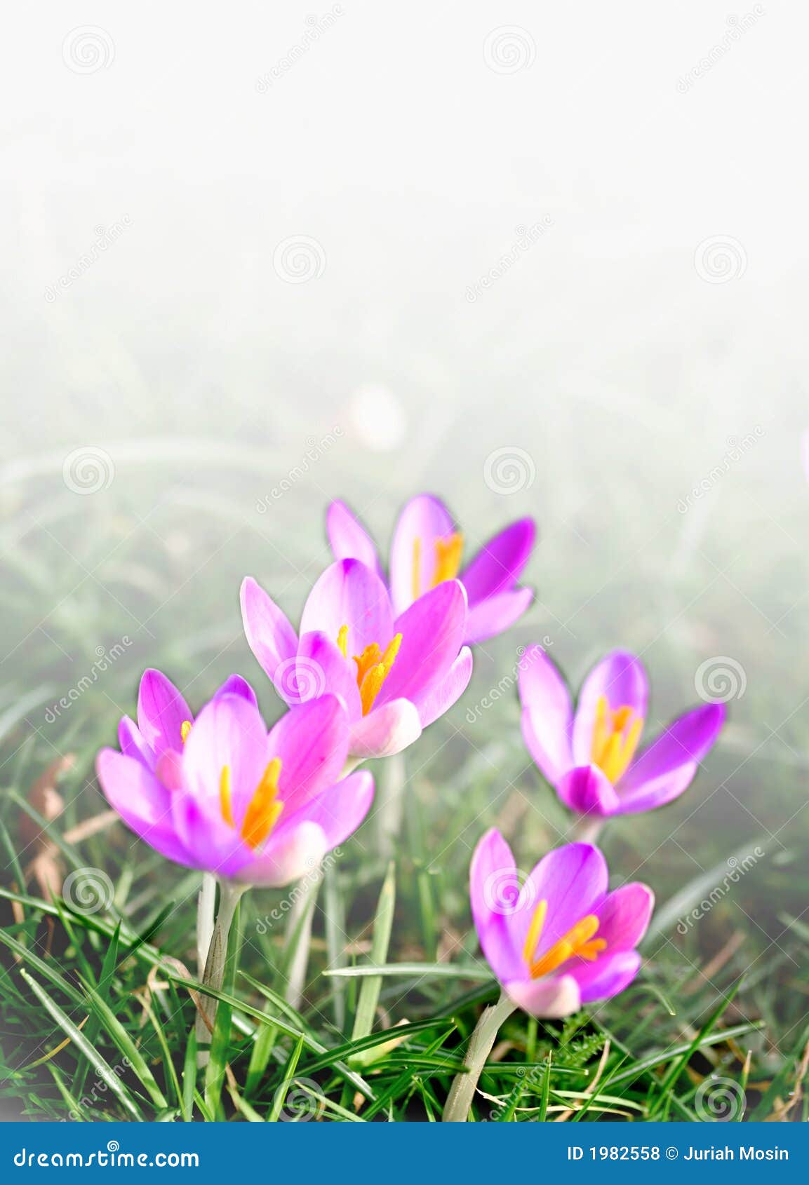 Pink Mini Springtime Crocuses Stock Photo - Image of botanical ...