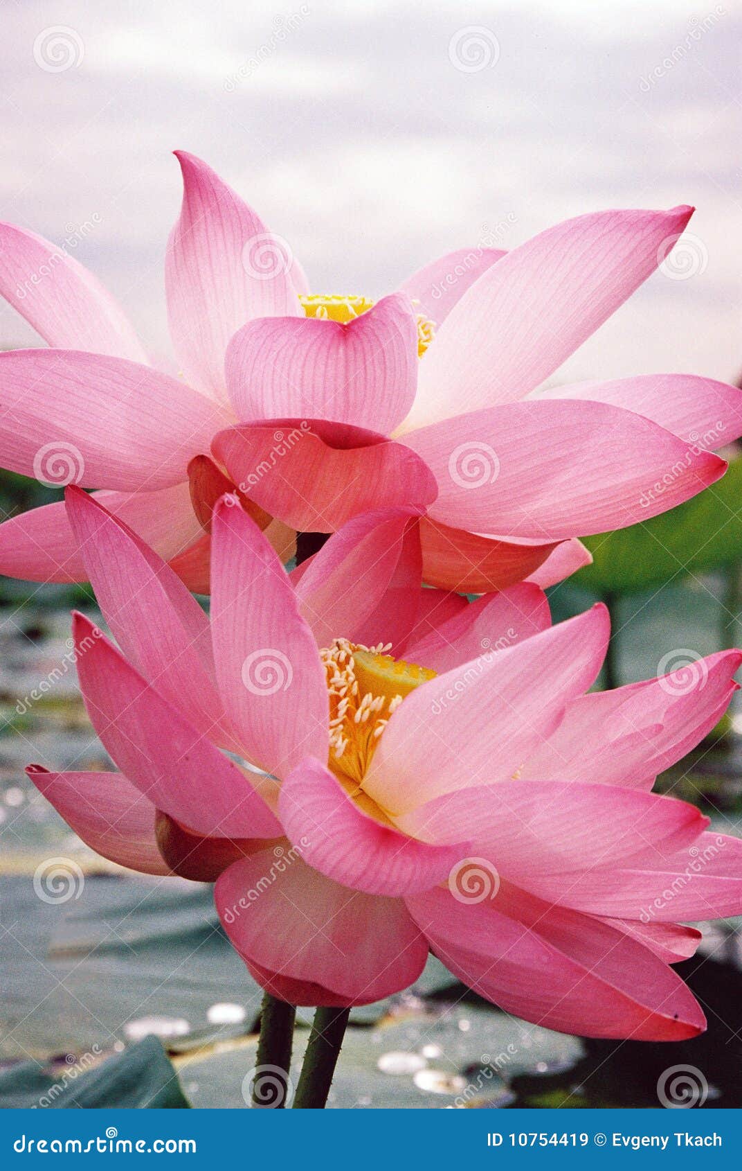 5,985 Pink Miracle Stock Photos - Free & Royalty-Free Stock Photos from ...