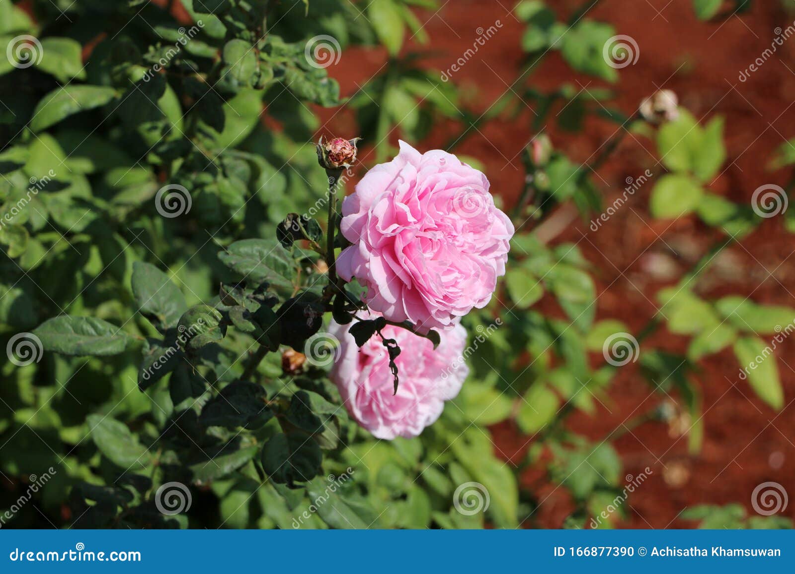 Pink Miranda Rose on the Branch of Tree Stock Photo - Image of nature ...