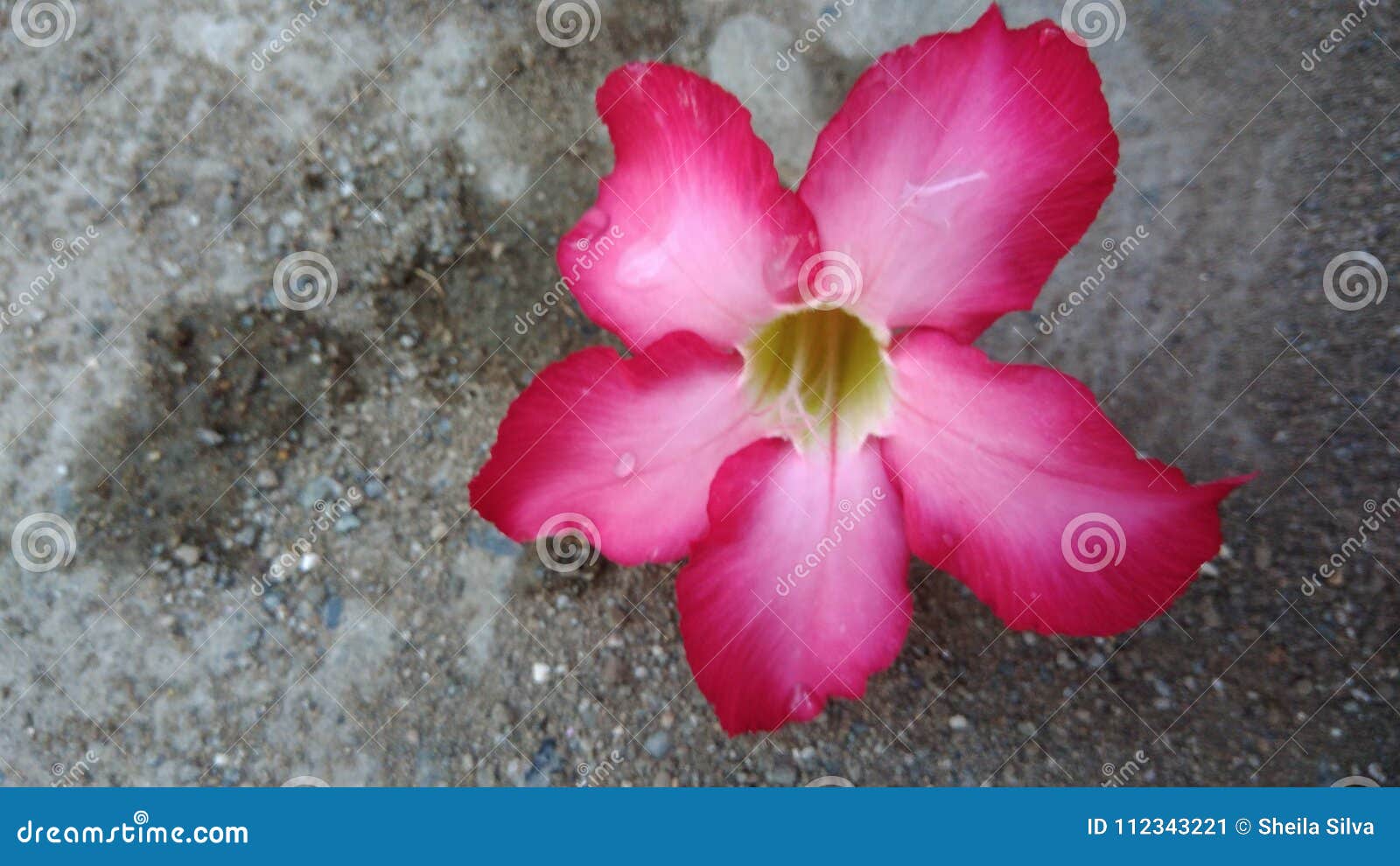 Pink Moist Calachuchi Flower Match for Summer Stock Image - Image of ...