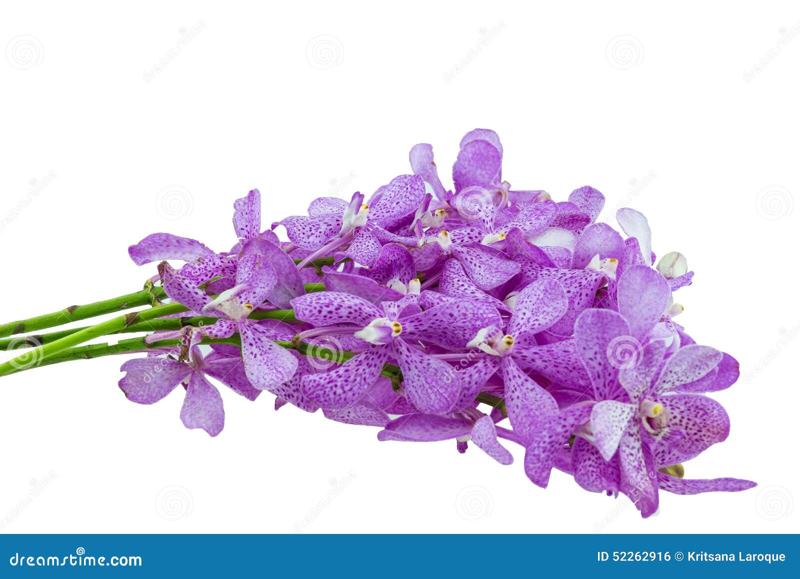 Pink Mokara Or Vanda Orchid With Bokeh Background And Natural Light ...