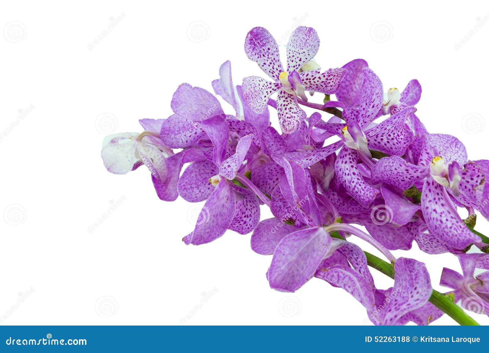 Pink Mokara Or Vanda Orchid With Bokeh Background And Natural Light ...