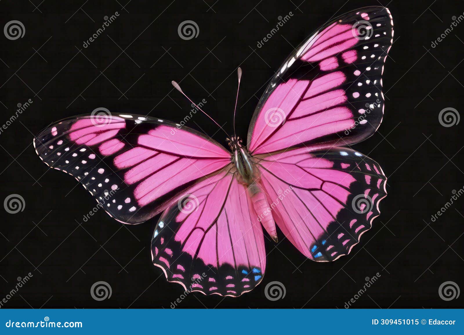 Pink Monarch Butterfly Isolated on Black Background, Anatomically ...