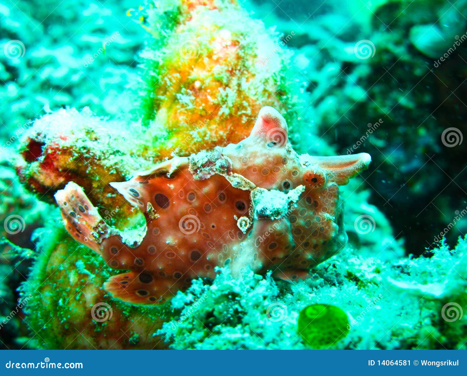 Pink monster stock image. Image of hobby, mabul, kapalai - 14064581