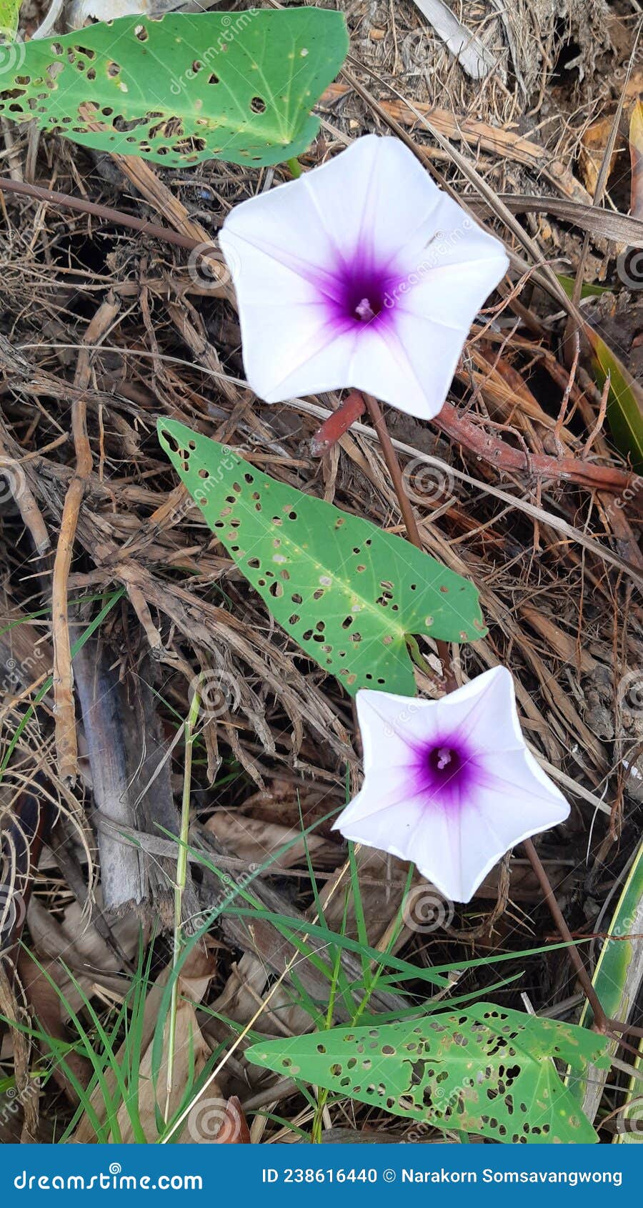 Pink Morning Glory Flowers Creeper Plant on Sand. Stock Photo - Image ...