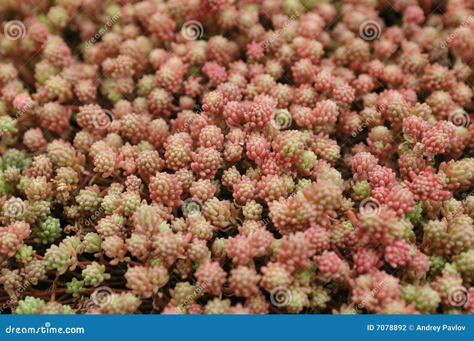 Pink moss background stock photo. Image of pink, green - 7078892