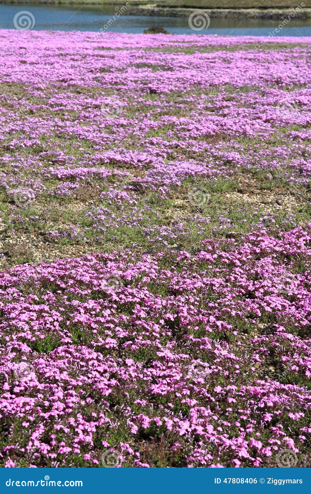 Pink moss phlox stock photo. Image of full, landscape - 47808406