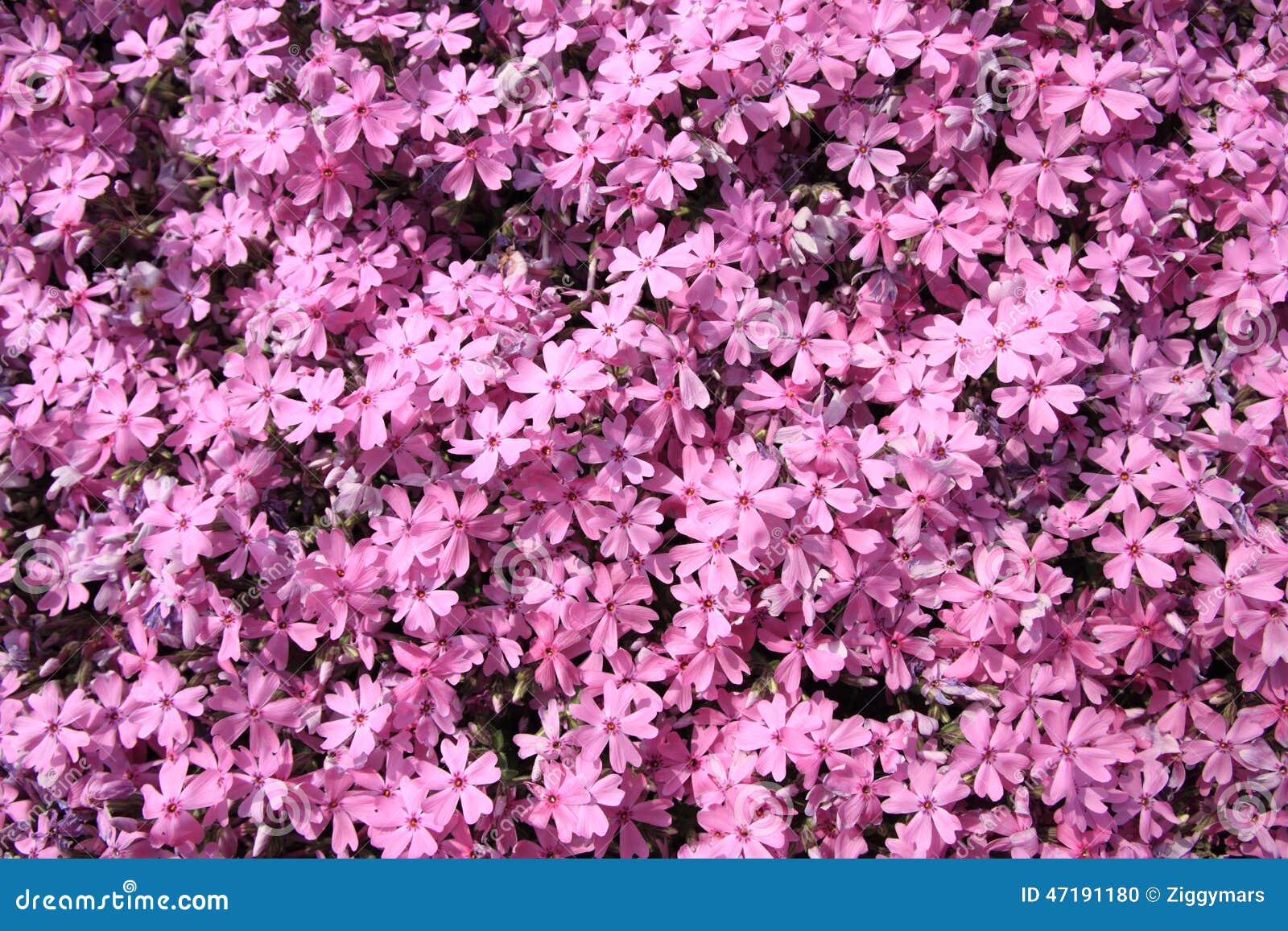 Pink moss phlox stock photo. Image of nature, full, clear - 47191180