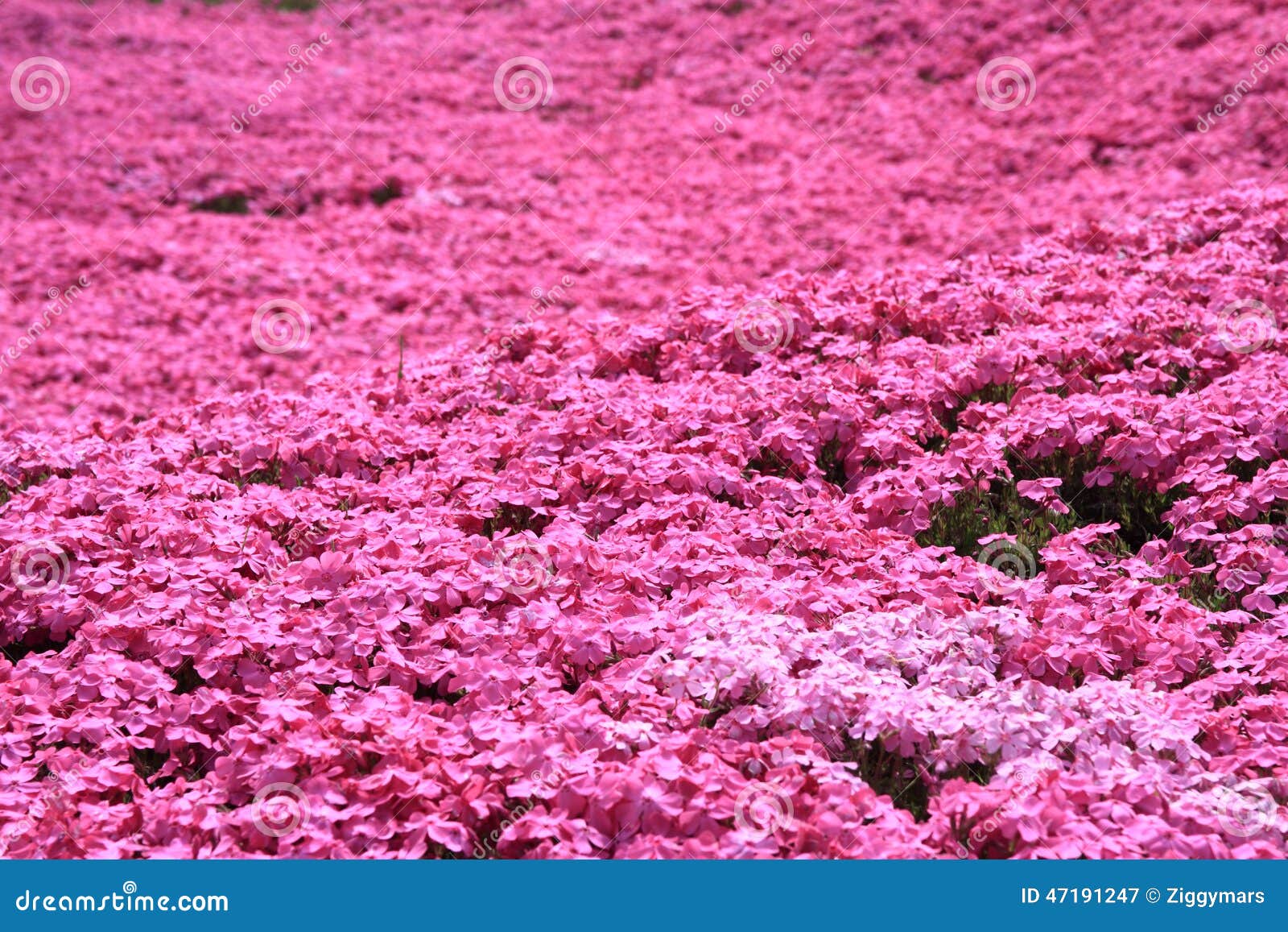 Pink moss phlox stock image. Image of green, flowers - 47191247
