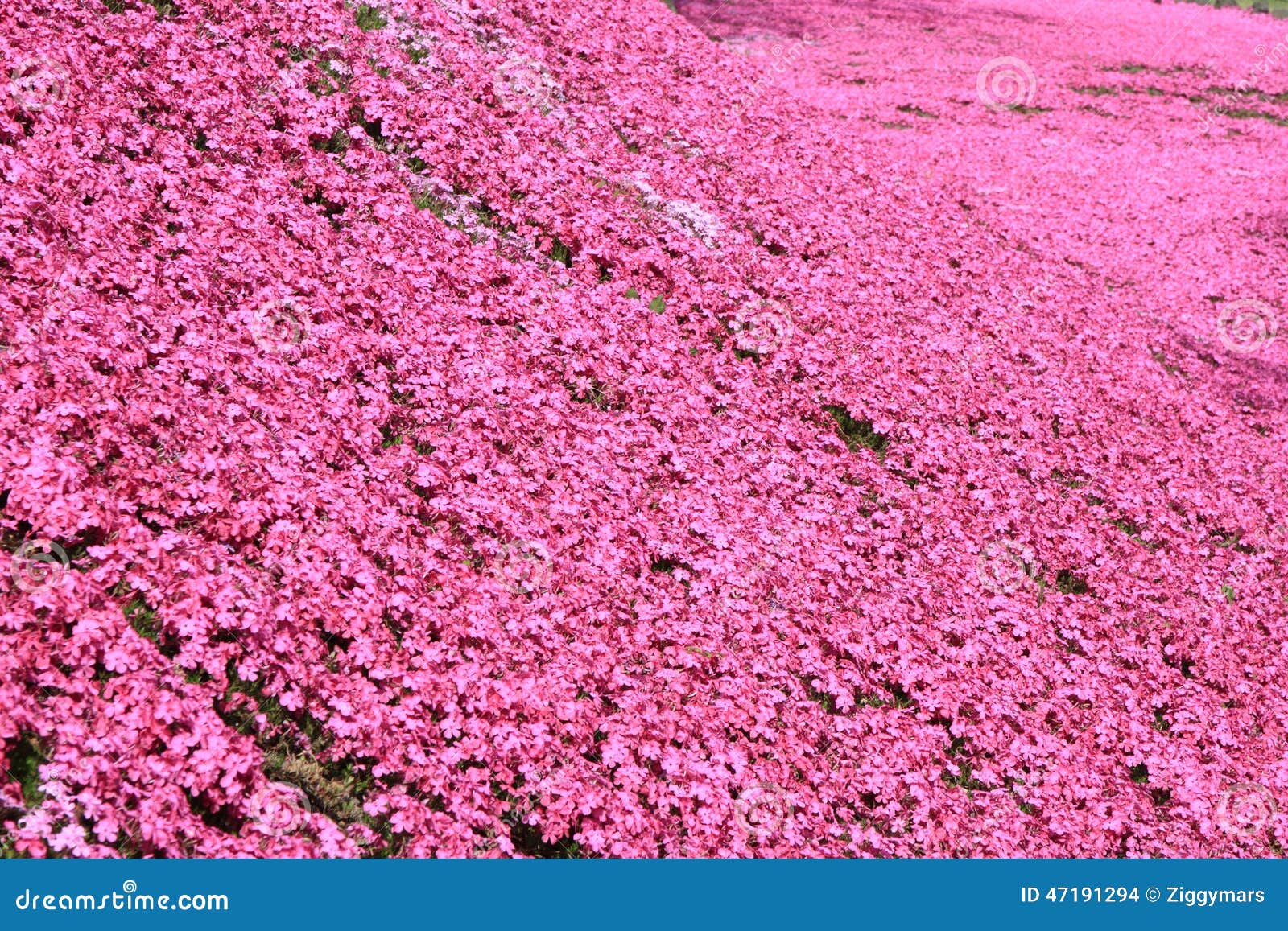 Pink moss phlox stock photo. Image of meadow, landscape - 47191294
