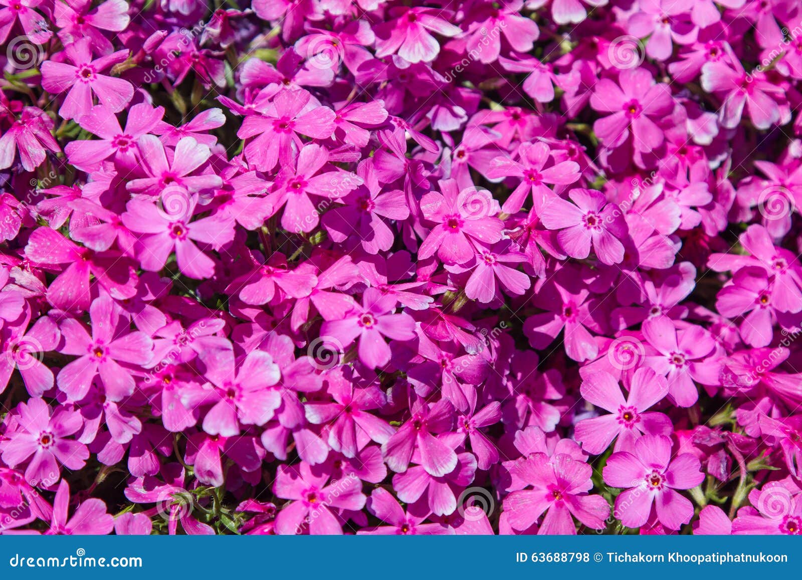 Pink moss phlox flowers stock photo. Image of pink, cute - 63688798
