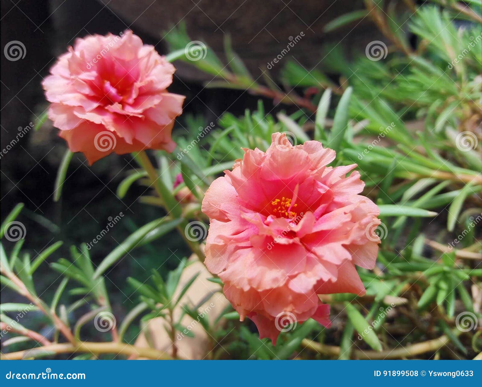 Pink Moss Rose stock photo. Image of outdoor, flowers - 91899508