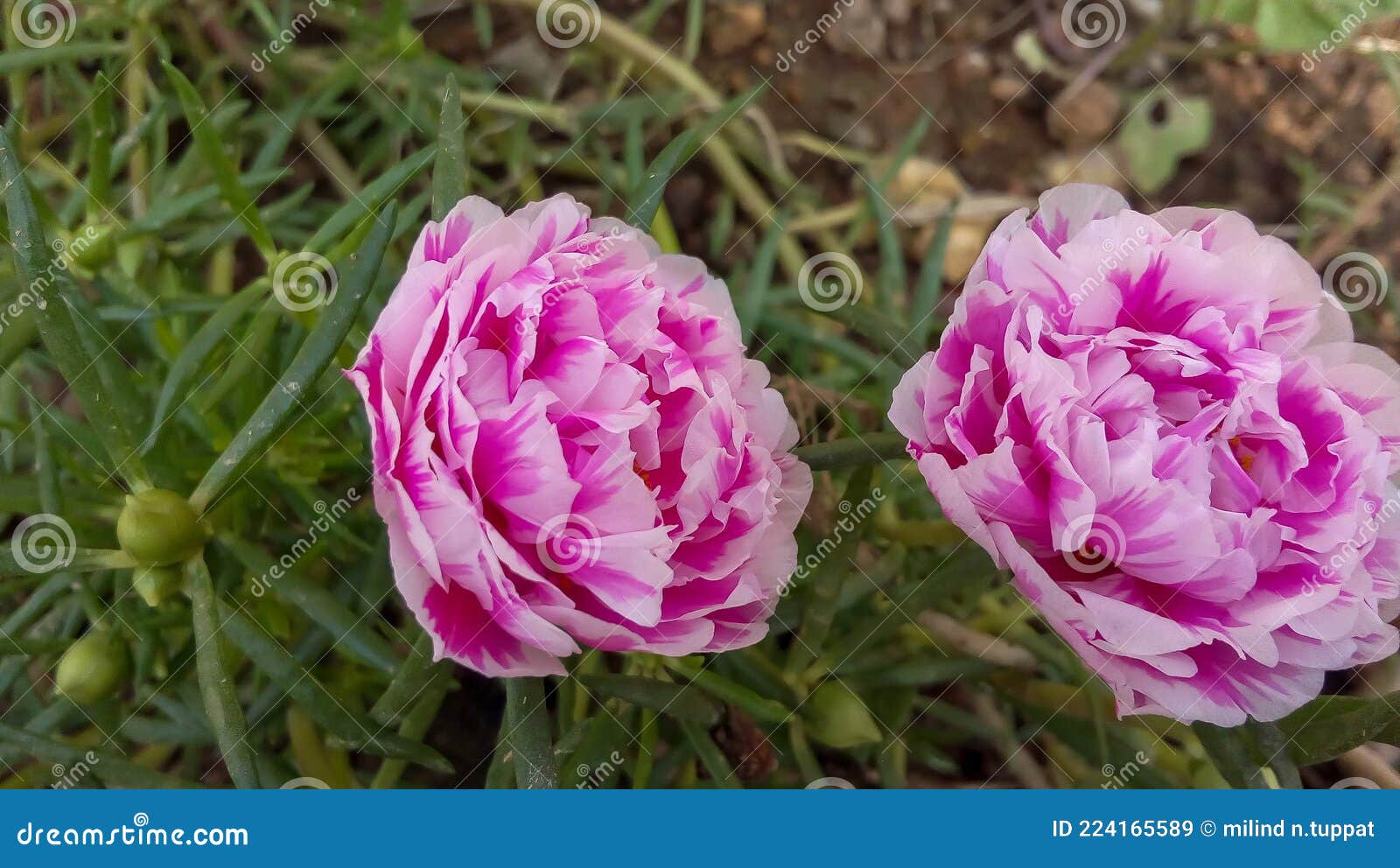 Pink Moss Ross Purselane Flower Stock Image - Image of pink, bouquet ...