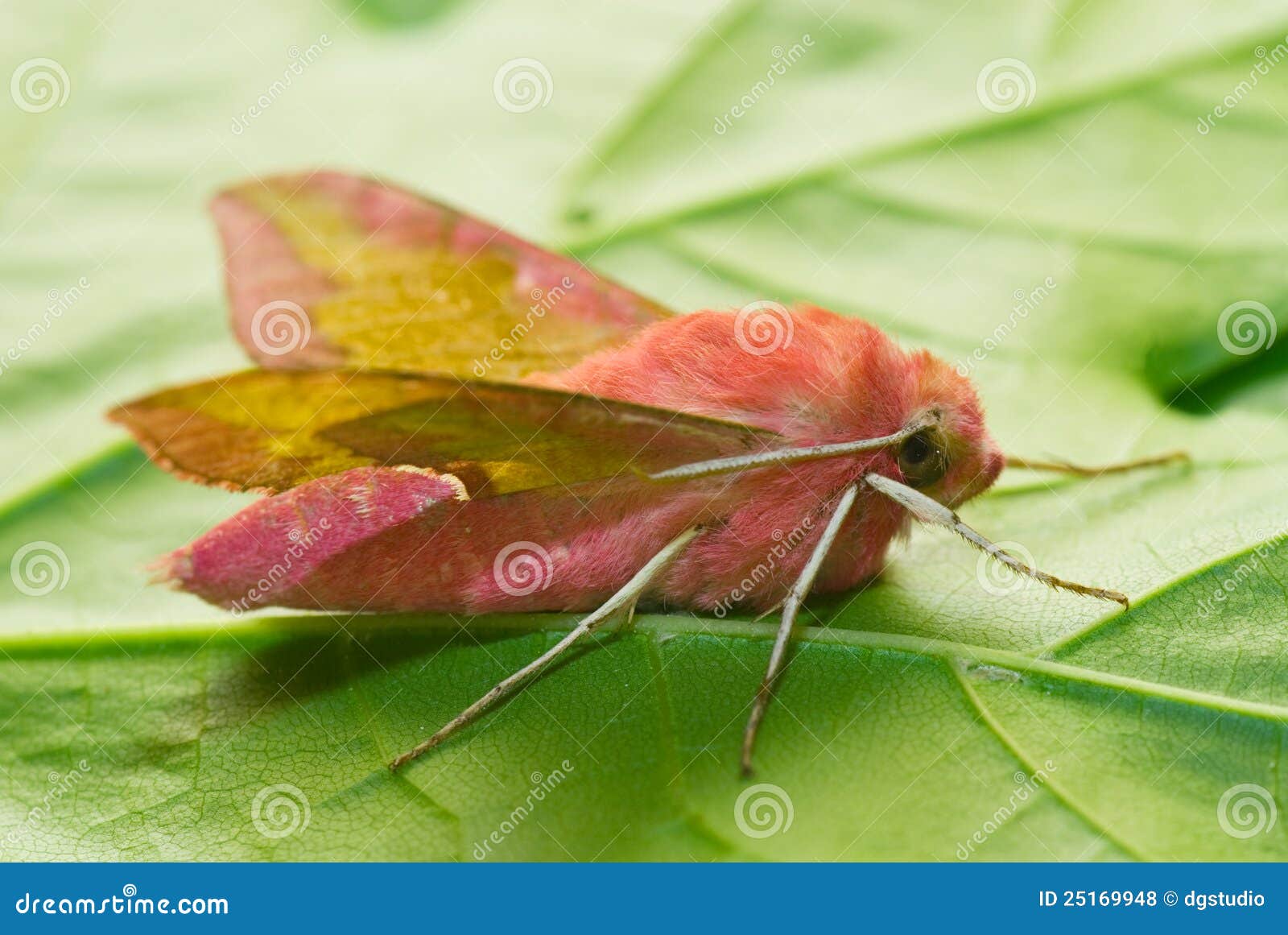 stock photo. Image of - 25169948