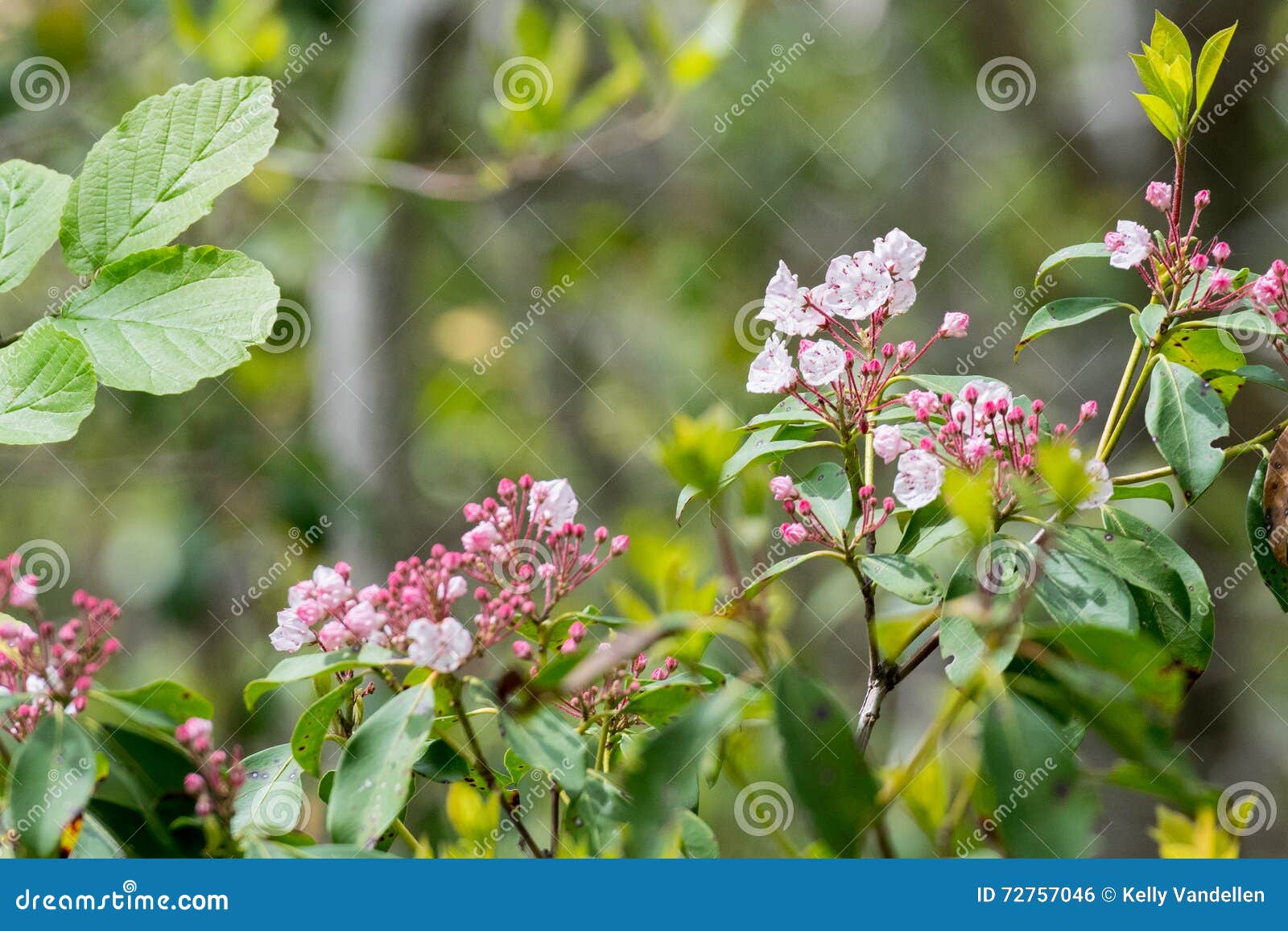 Pink Mountain Laurel Opening in Spring Stock Photo - Image of blossom ...