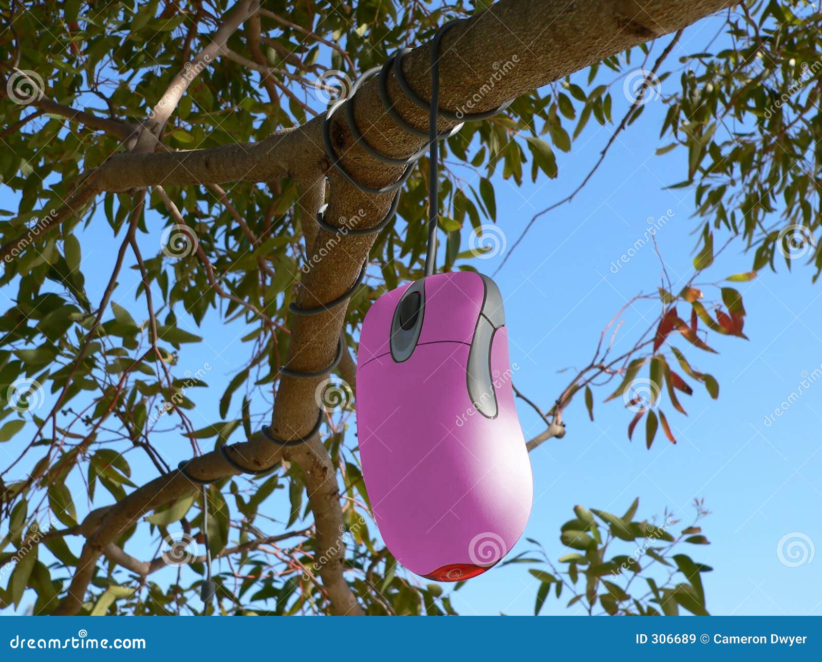 Pink Mouse Hanging from Tree Stock Image - Image of technology, leaves ...