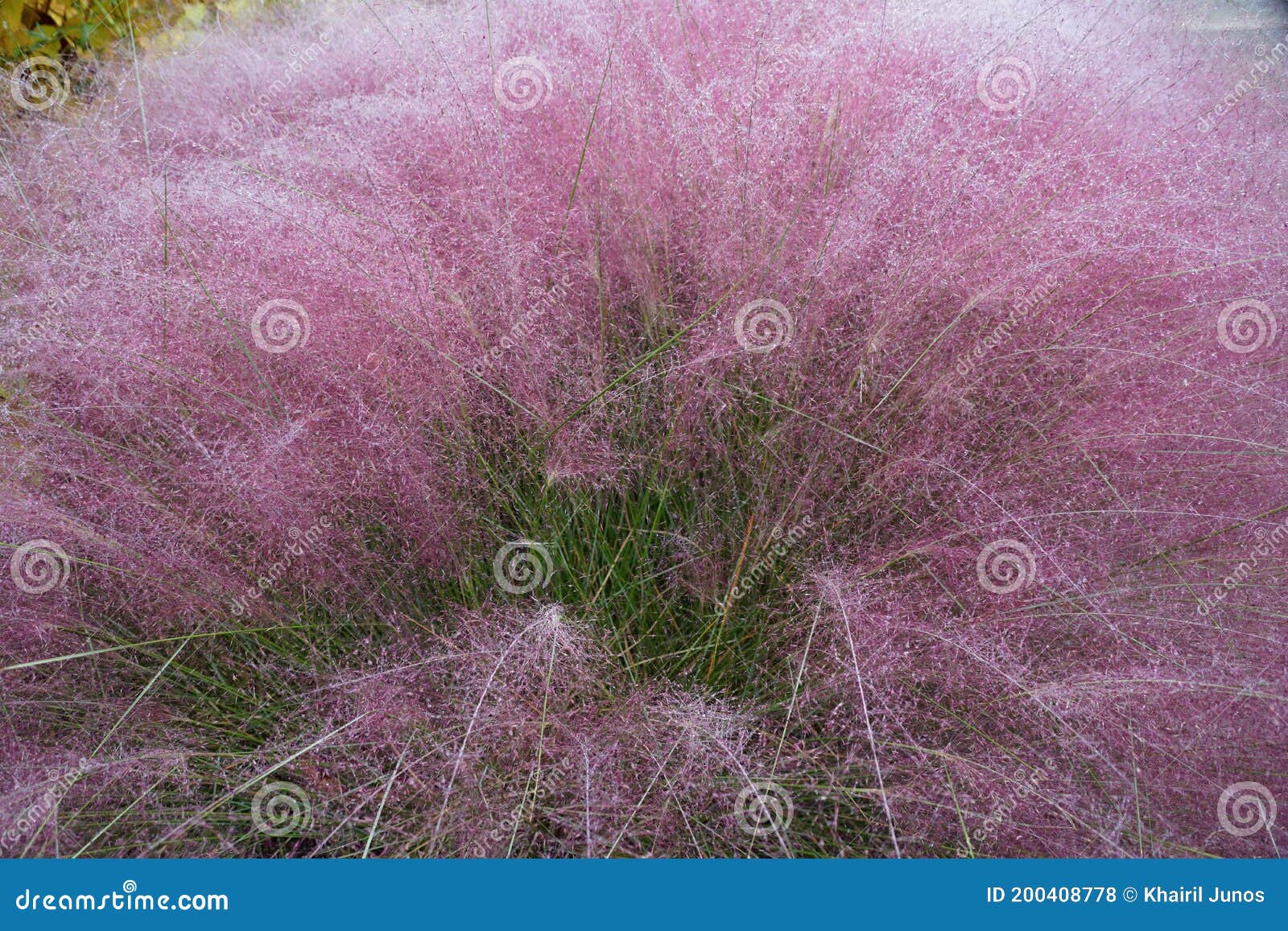Pink Muhly Grass, a Beautiful Plant with Beautiful Plume Stock Photo ...