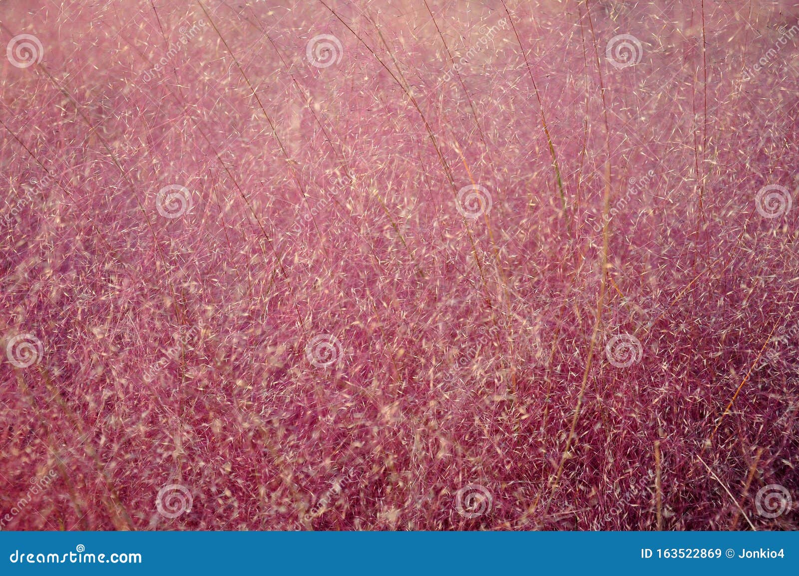 Pink Muhly Grass Field Background Stock Image - Image of detail, nature ...
