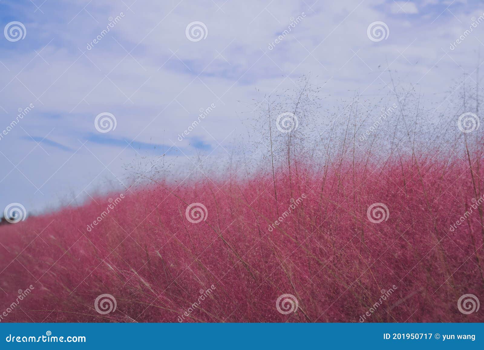 Pink Muhly Grass and Girls in Autumn Stock Image - Image of muhly, girl ...