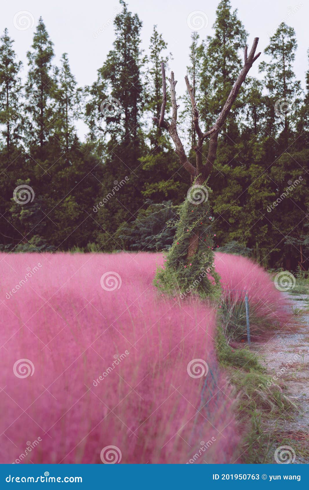 Pink Muhly Grass and Girls in Autumn Stock Image - Image of destination ...