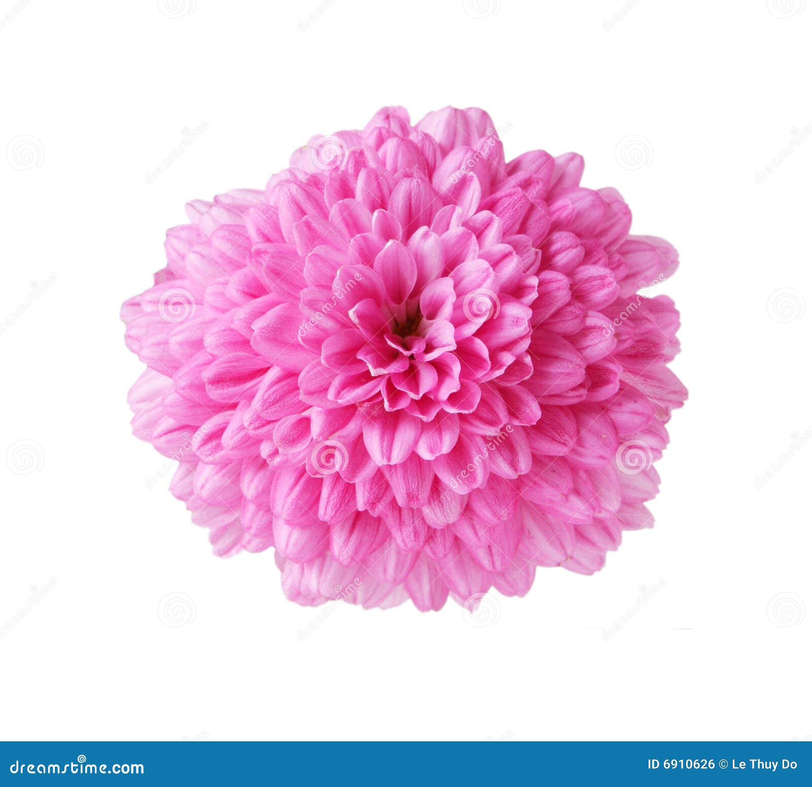 Pink mum stock photo. Image of foliage, macro, aster, plant - 6910626